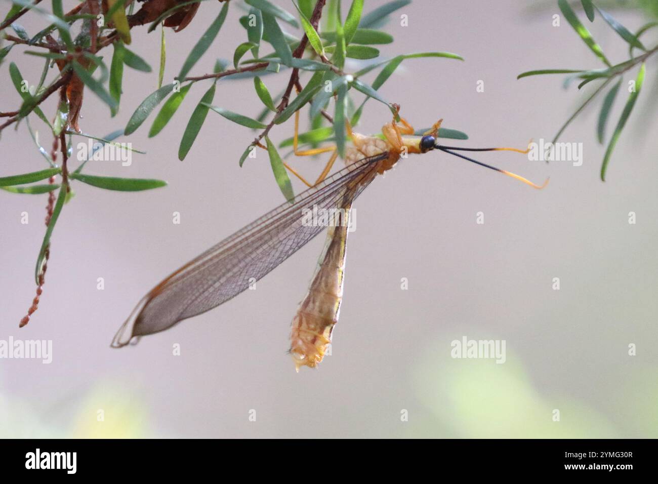 Blue Eyes Lacewing (Nymphes myrmeleonoides Stock Photo - Alamy