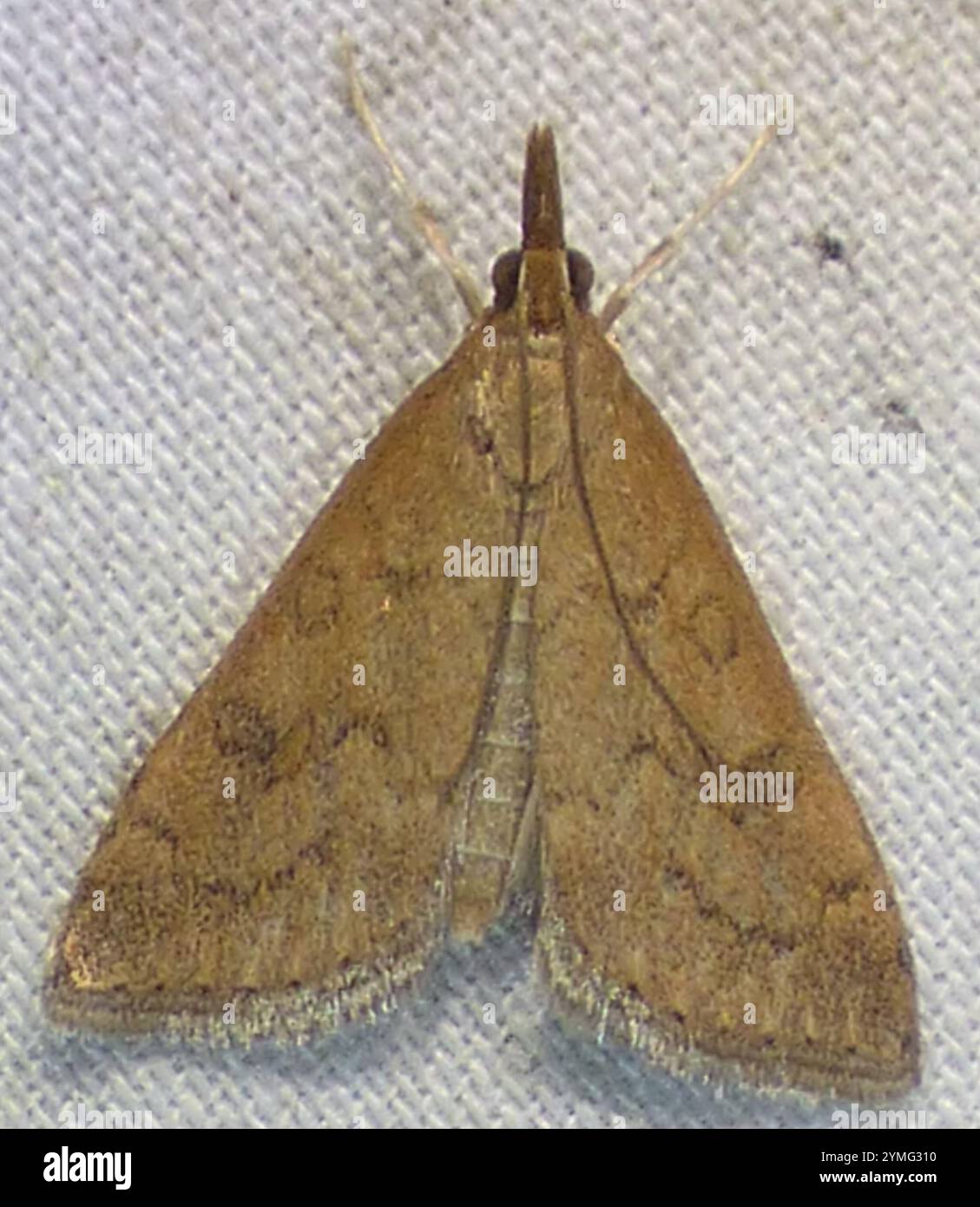 Leaftier moth hi-res stock photography and images - Alamy