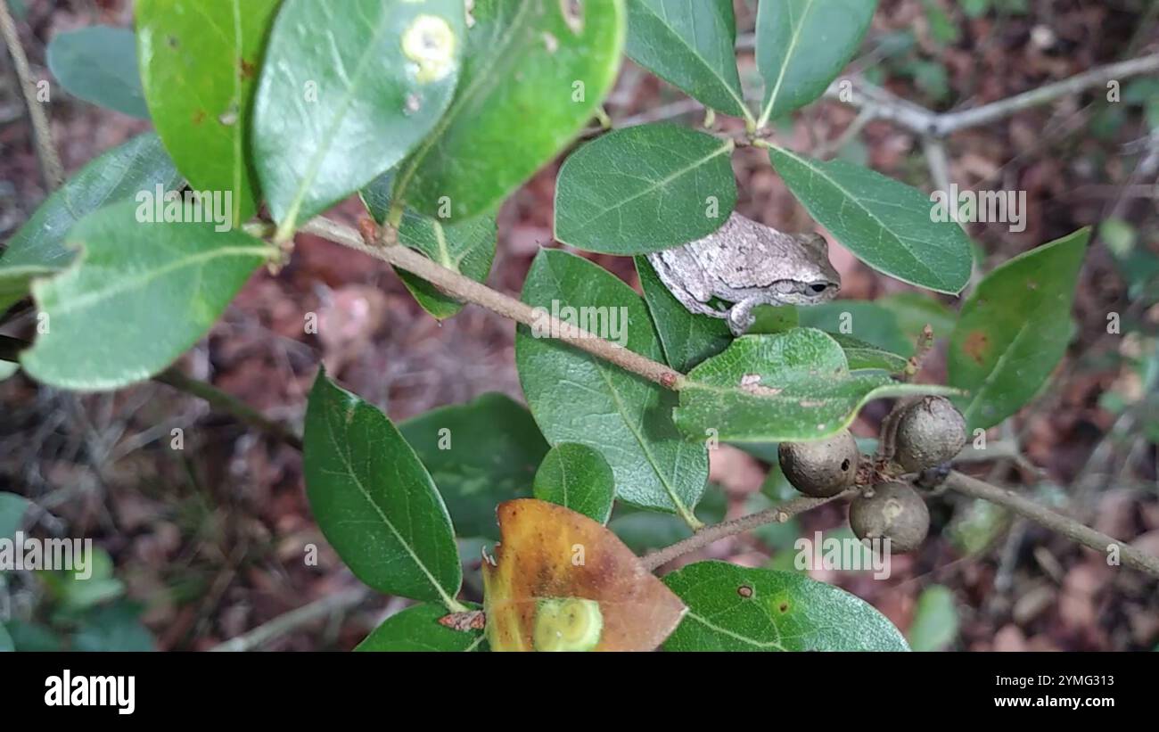 Pine Woods Tree Frog (Hyla femoralis Stock Photo - Alamy