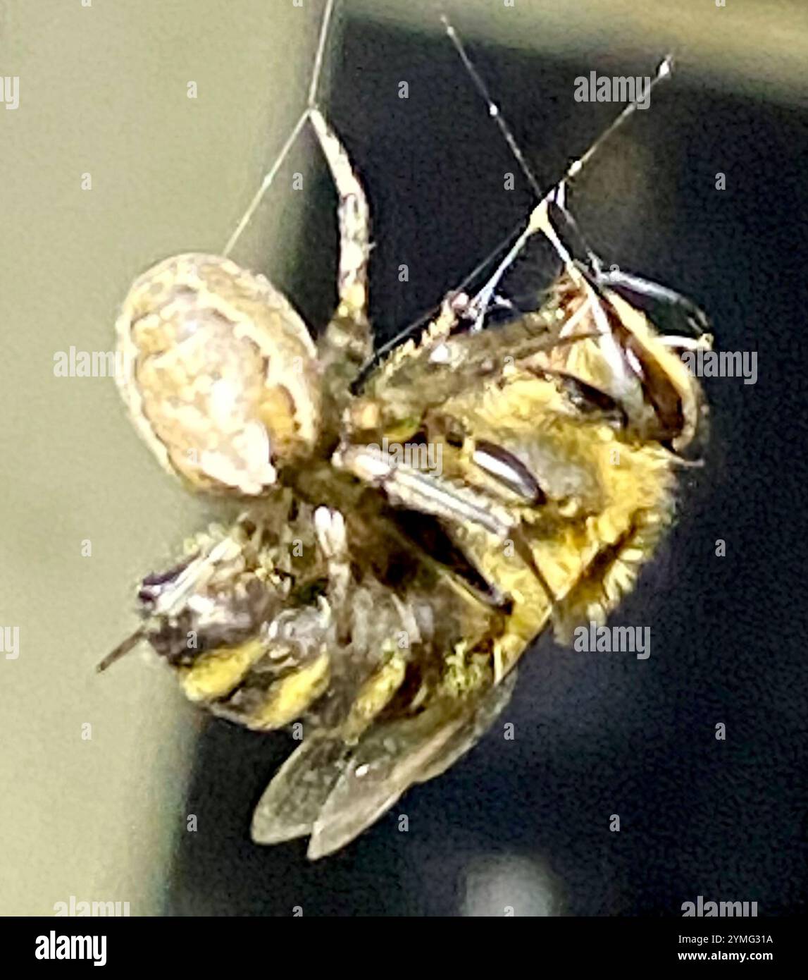 Silver-sided Sector Spider (Zygiella x-notata Stock Photo - Alamy