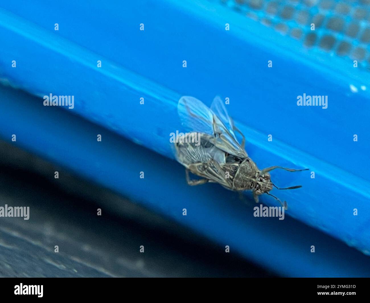 Hyaline Grass Bug (Liorhyssus hyalinus Stock Photo - Alamy