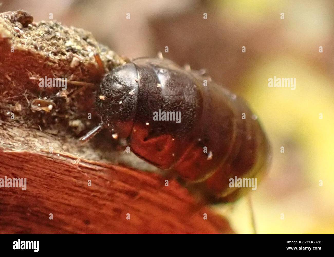 Long-jointed Beetles (Lagriinae Stock Photo - Alamy