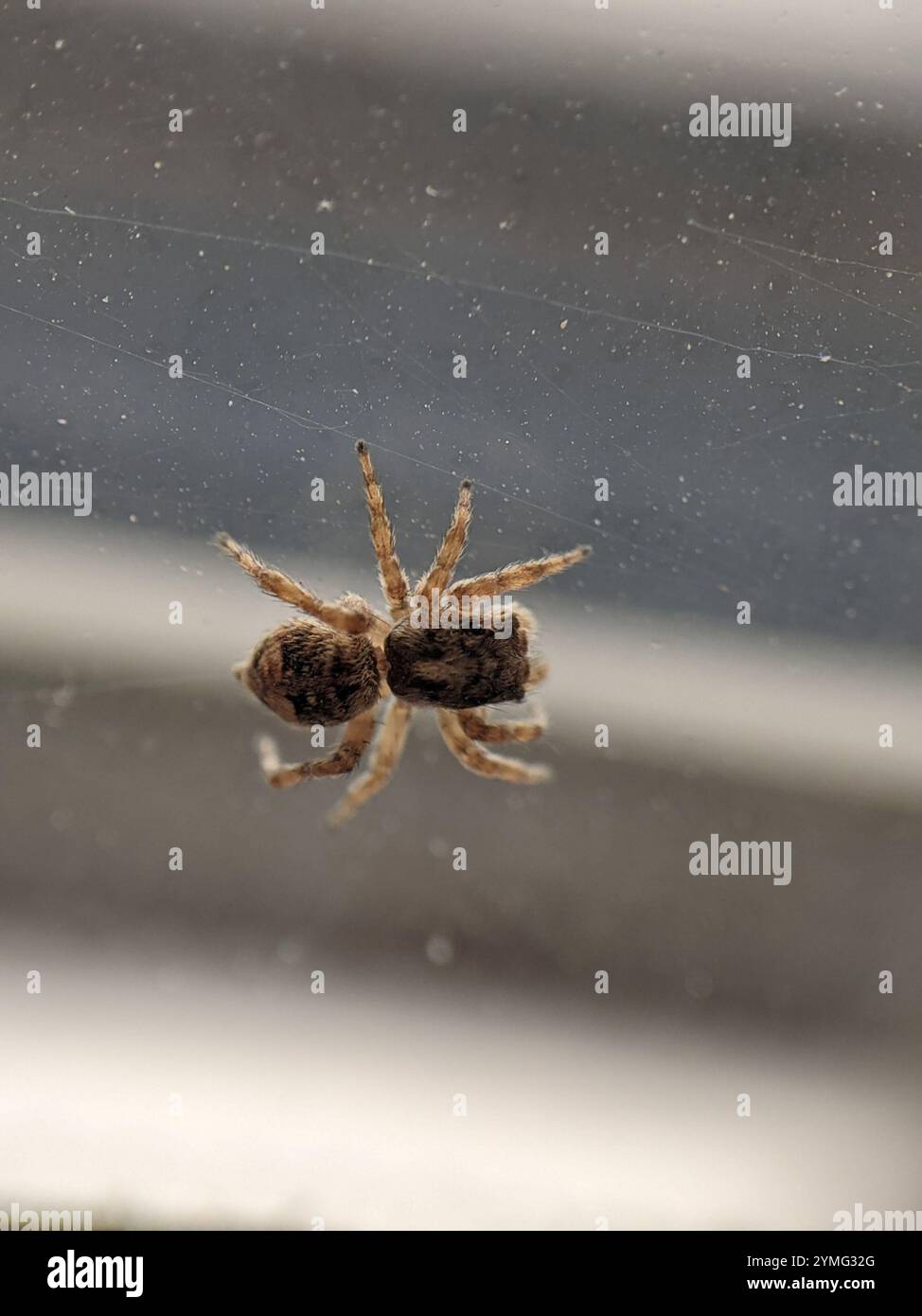 Attulus hi-res stock photography and images - Alamy