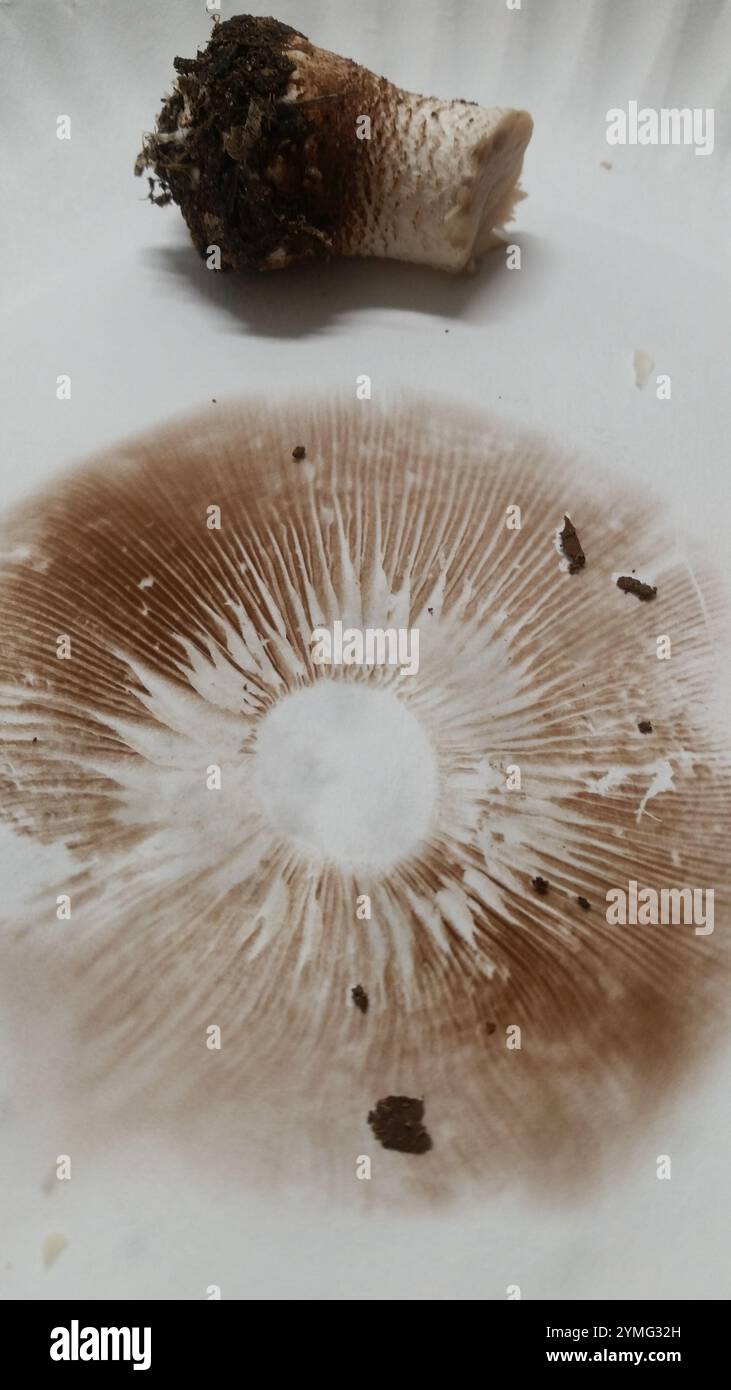 Bitter poisonpie hi-res stock photography and images - Alamy