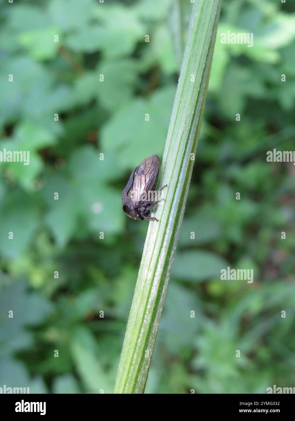 Horned Treehopper (Centrotus cornutus Stock Photo - Alamy