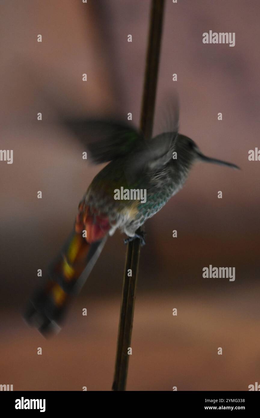 Sappho sparganurus hi-res stock photography and images - Alamy