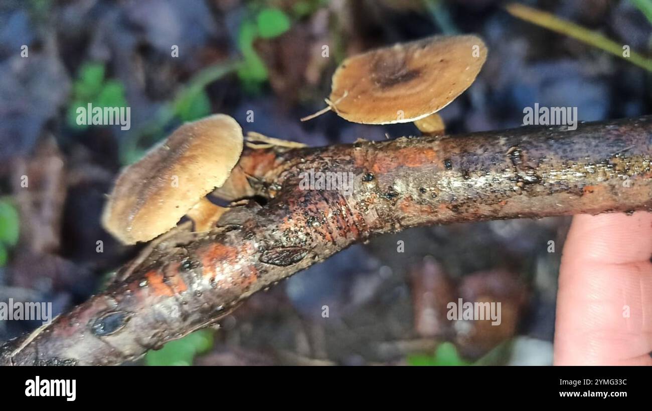 Lentinus brumalis hi-res stock photography and images - Alamy
