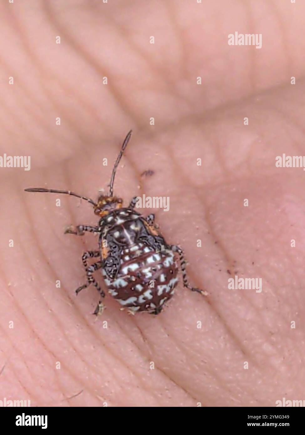 Hibiscus Scentless Plant Bug (Niesthrea louisianica Stock Photo - Alamy