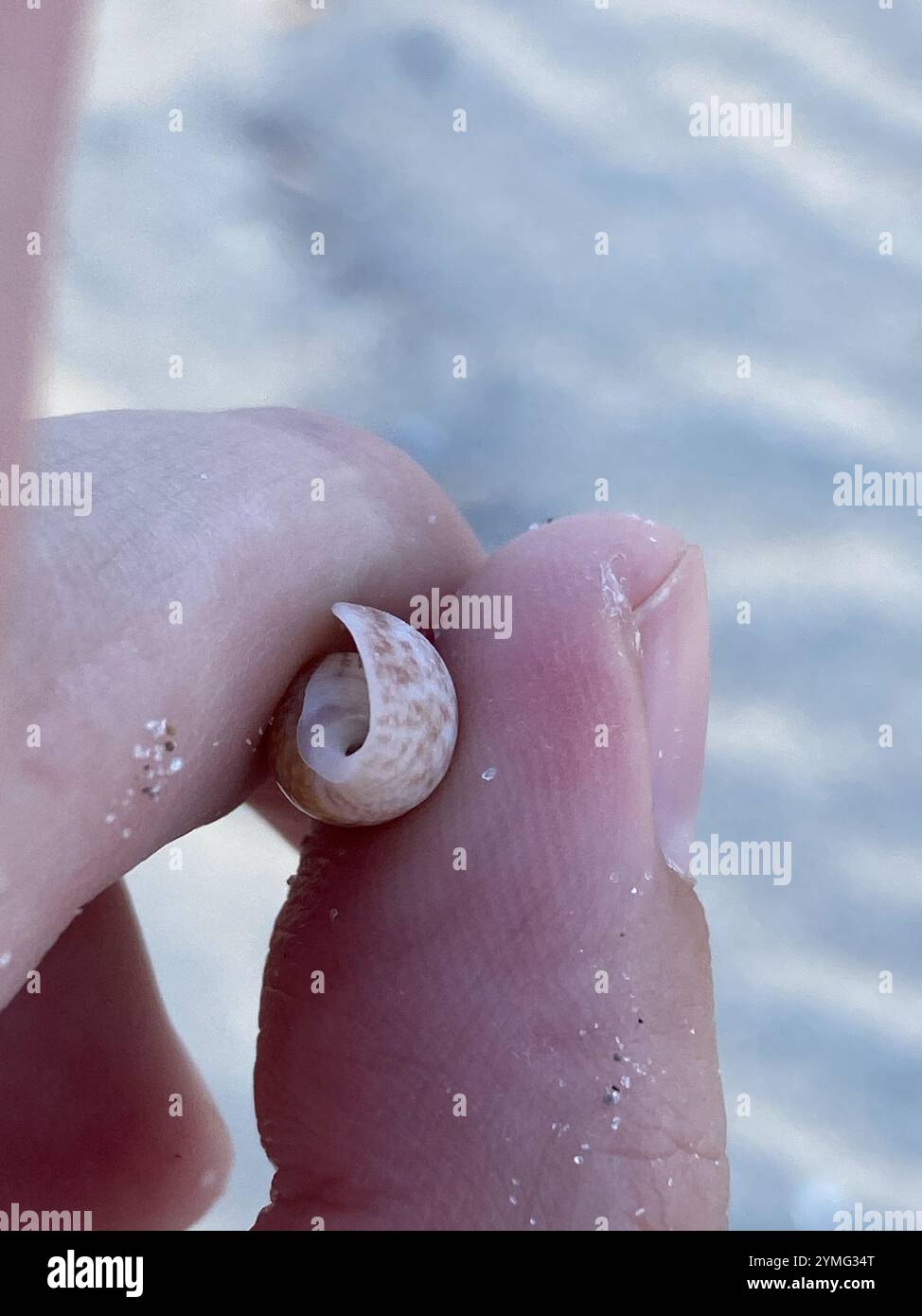 Common West Indian Bubble (Bulla occidentalis Stock Photo - Alamy