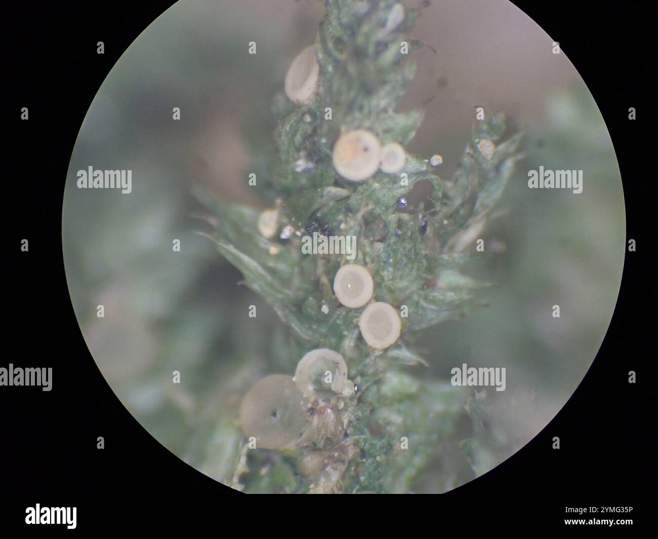 Pink Dimple Lichen (Coenogonium pineti Stock Photo - Alamy