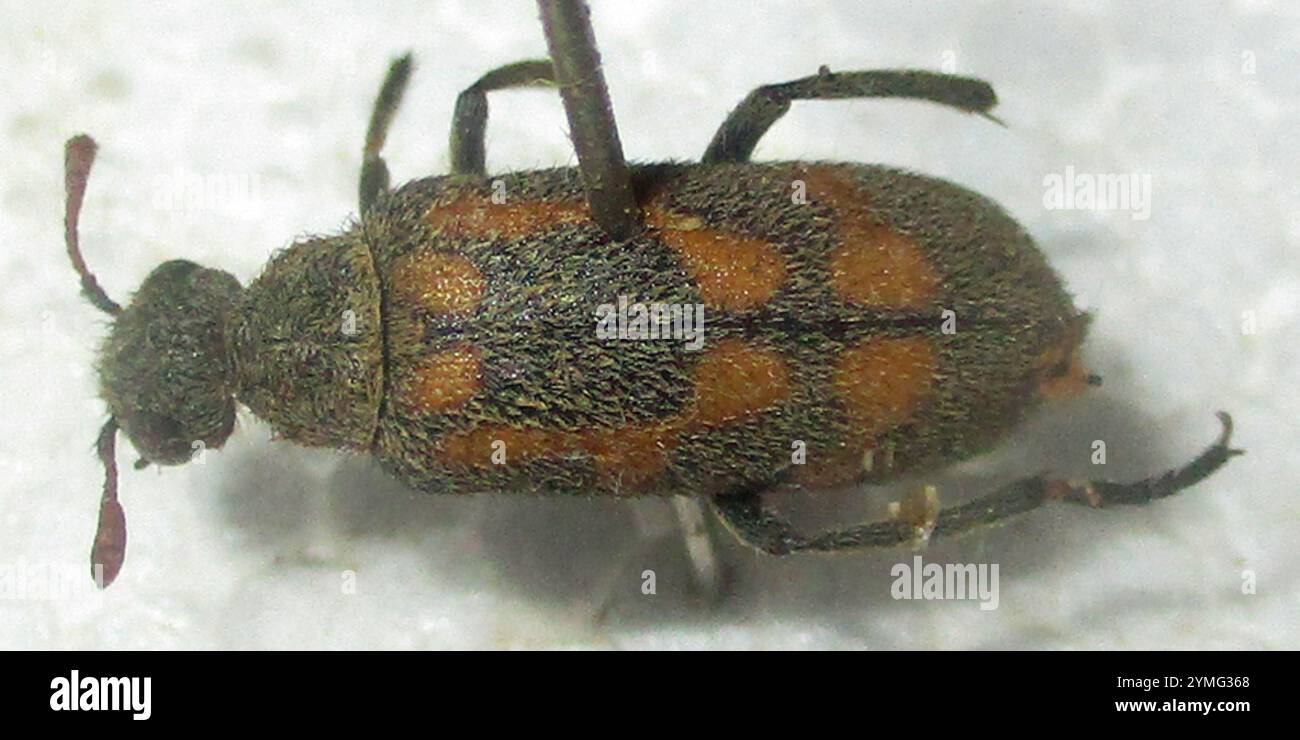 Felt Blisterbeetle (Hycleus burmeisteri Stock Photo - Alamy