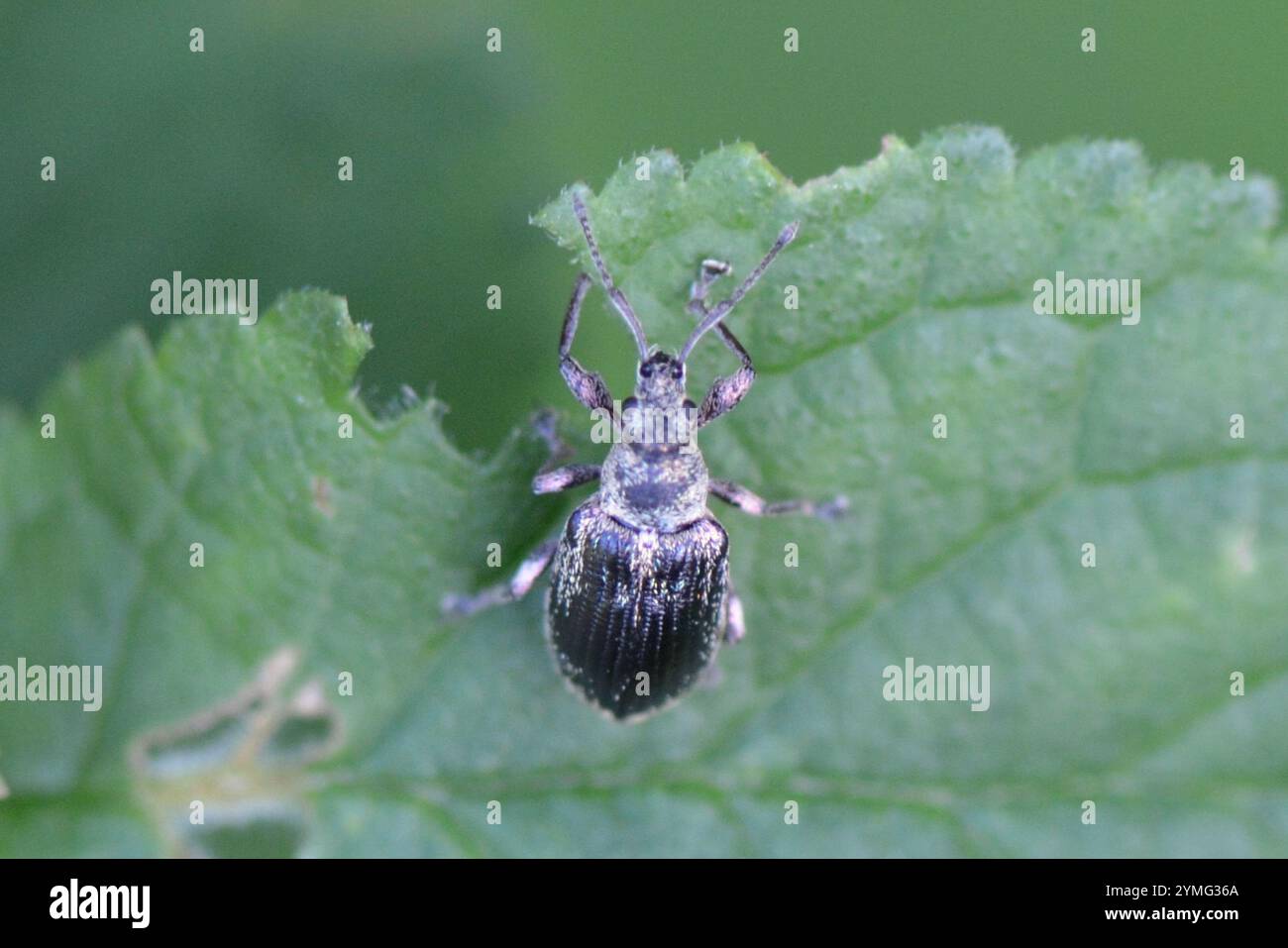 Common Leaf Weevil (Phyllobius pyri Stock Photo - Alamy