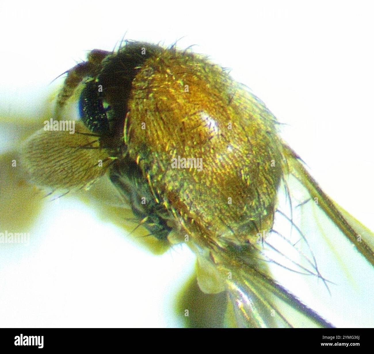 Unipunctata hi-res stock photography and images - Alamy