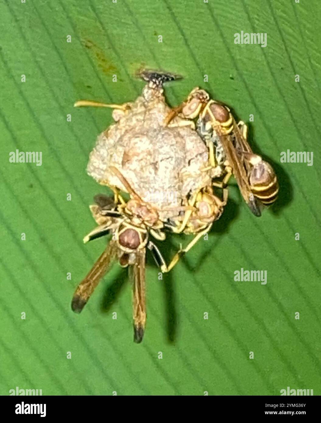 Mexican Paper Wasp (Mischocyttarus mexicanus Stock Photo - Alamy