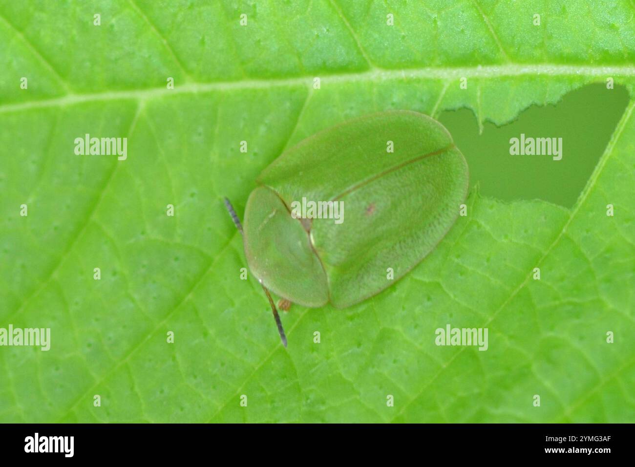 Green Tortoise Beetle (Cassida viridis Stock Photo - Alamy