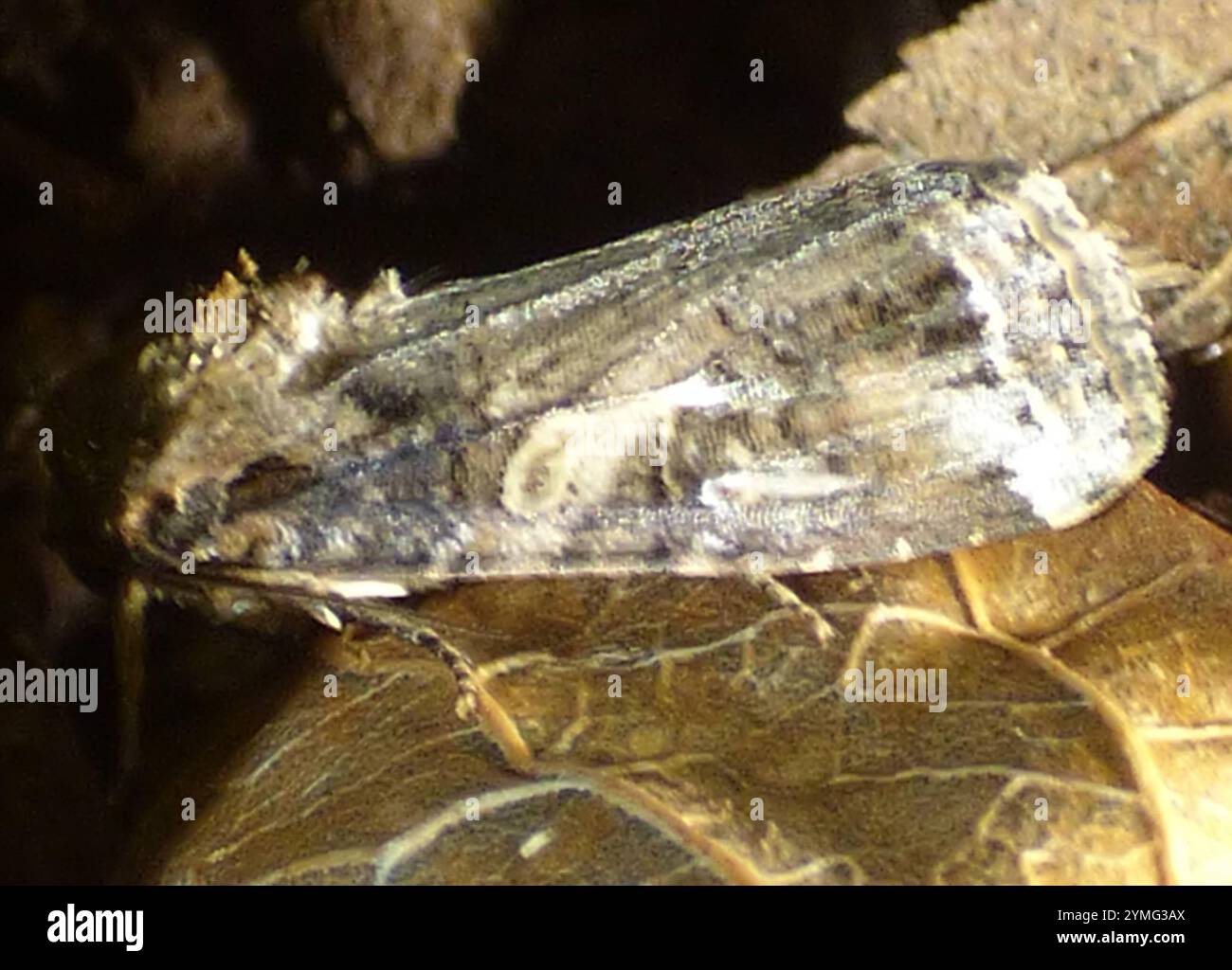 Fall Armyworm Moth (Spodoptera frugiperda Stock Photo - Alamy