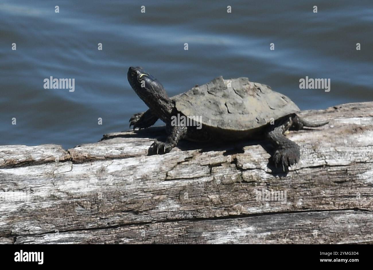 False Map Turtle (Graptemys pseudogeographica Stock Photo - Alamy