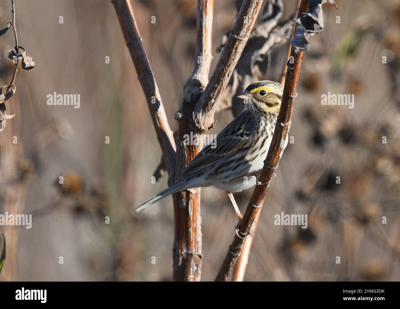 Savannah Sparrow (Passerculus sandwichensis Stock Photo - Alamy