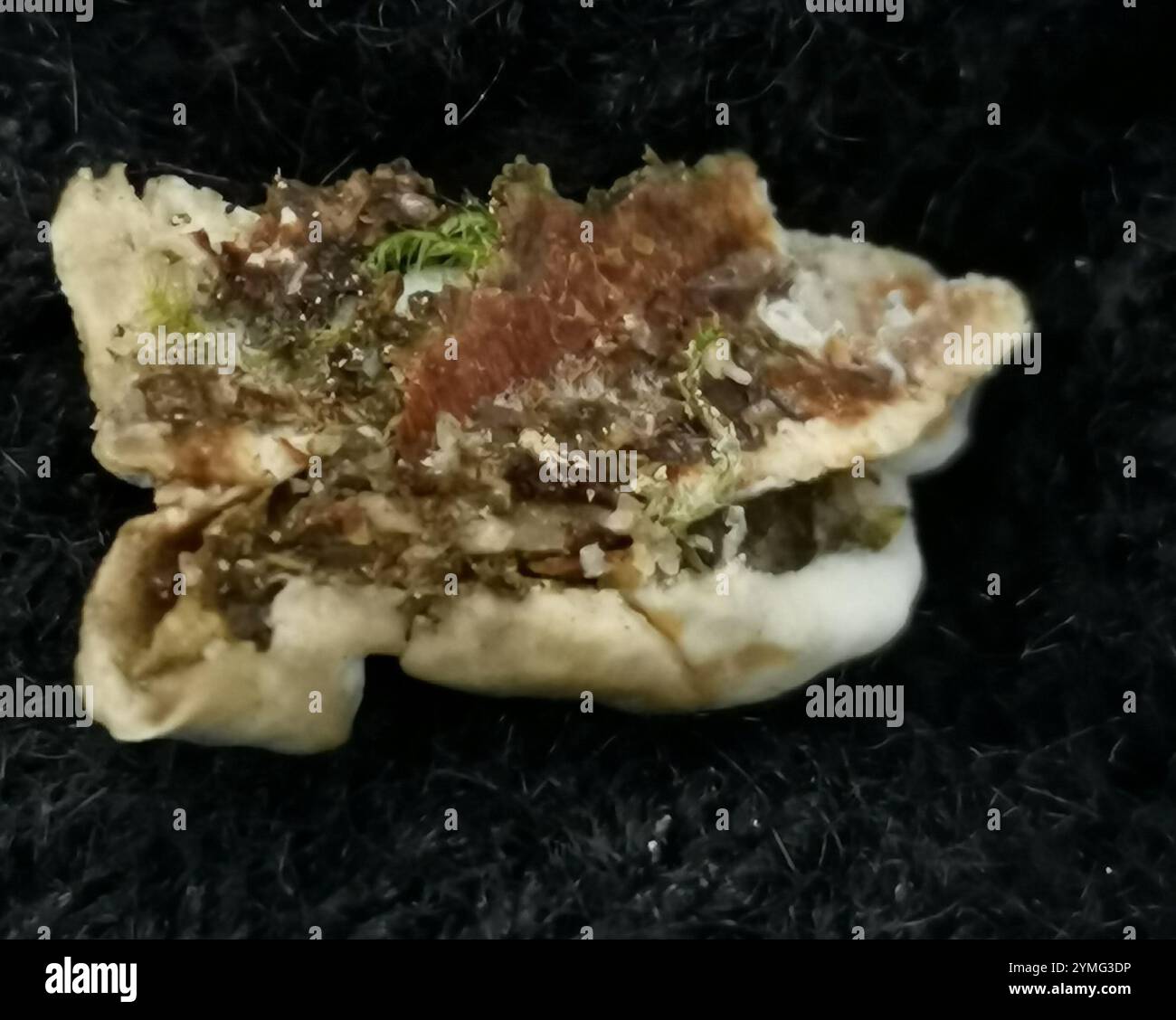 Smoky polypore (Bjerkandera adusta Stock Photo - Alamy