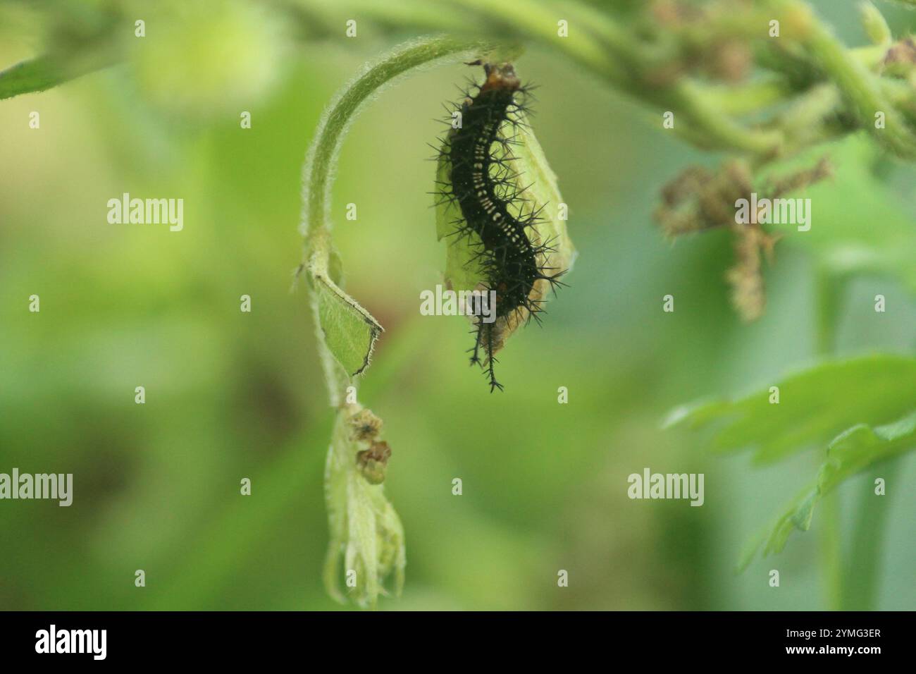 Angled Castor (Ariadne ariadne Stock Photo - Alamy