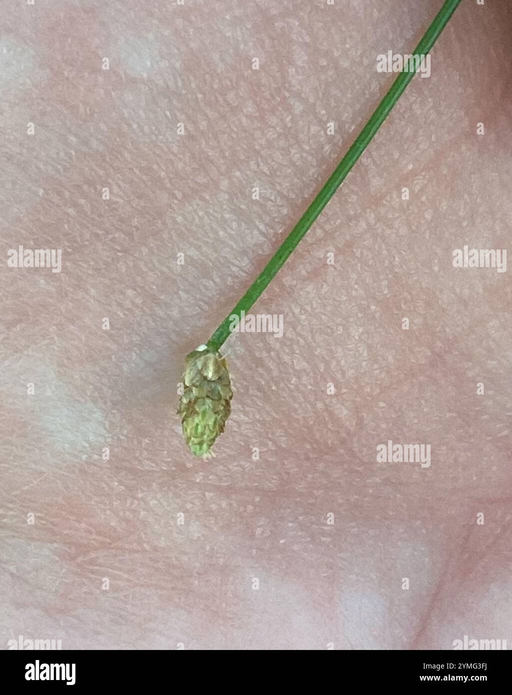 Yellow Spikerush (Eleocharis flavescens Stock Photo - Alamy