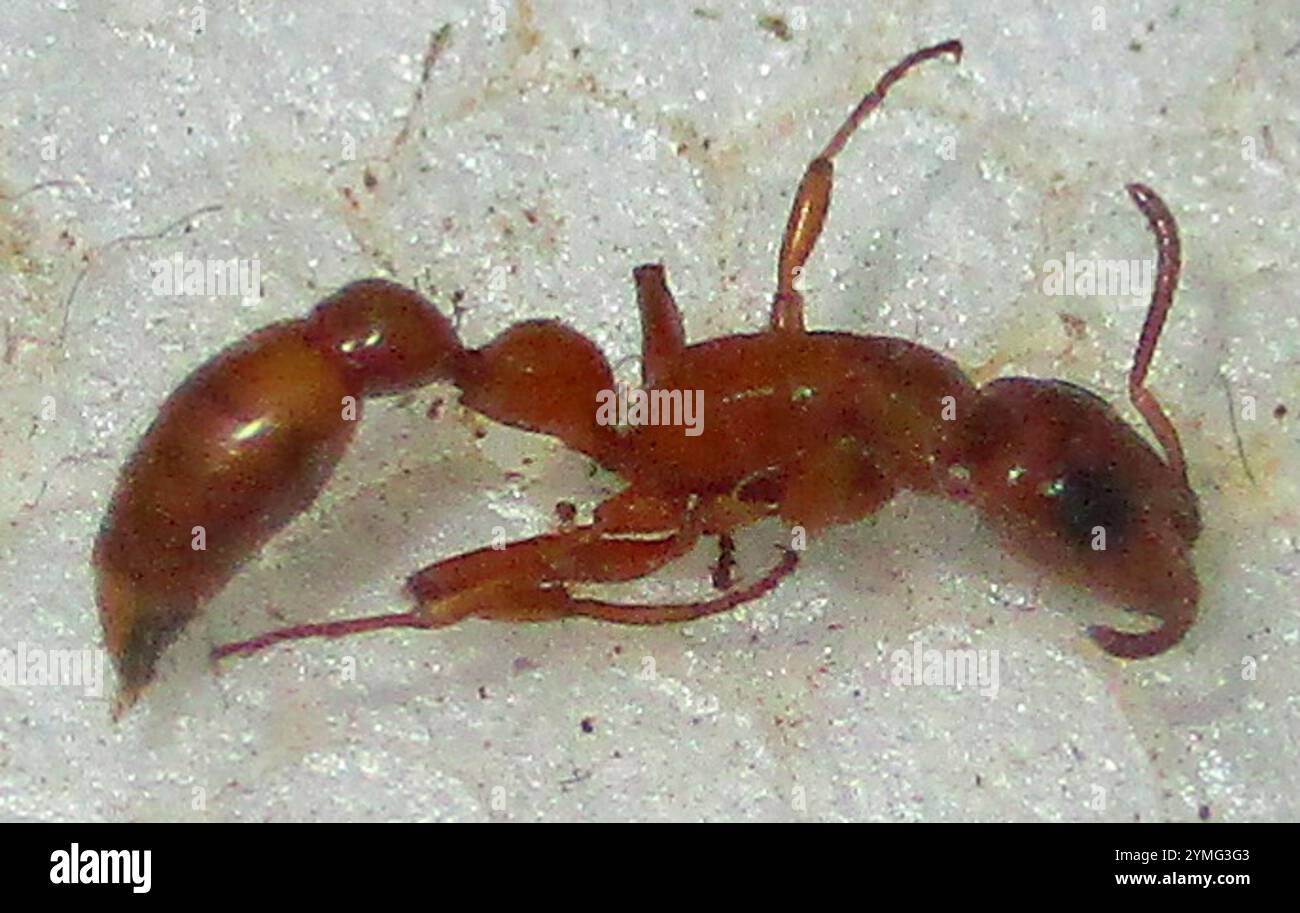 Natal Slender Ant (Tetraponera natalensis Stock Photo - Alamy