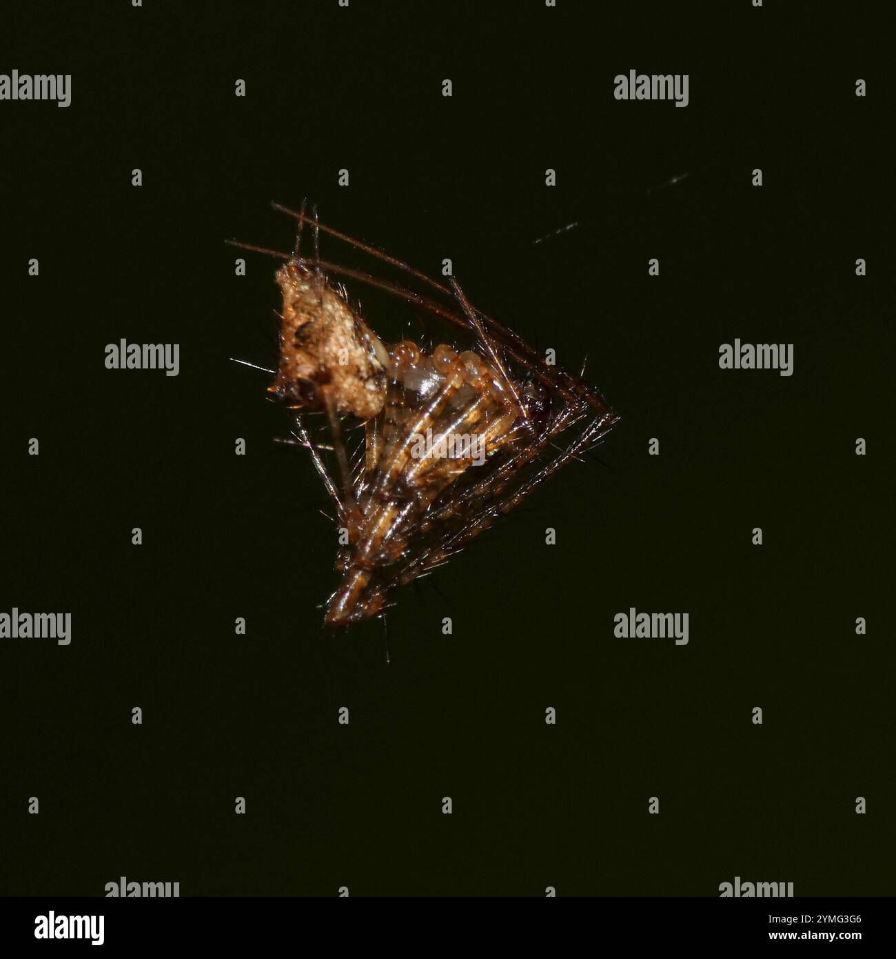 Pirate Spiders (Mimetidae Stock Photo - Alamy