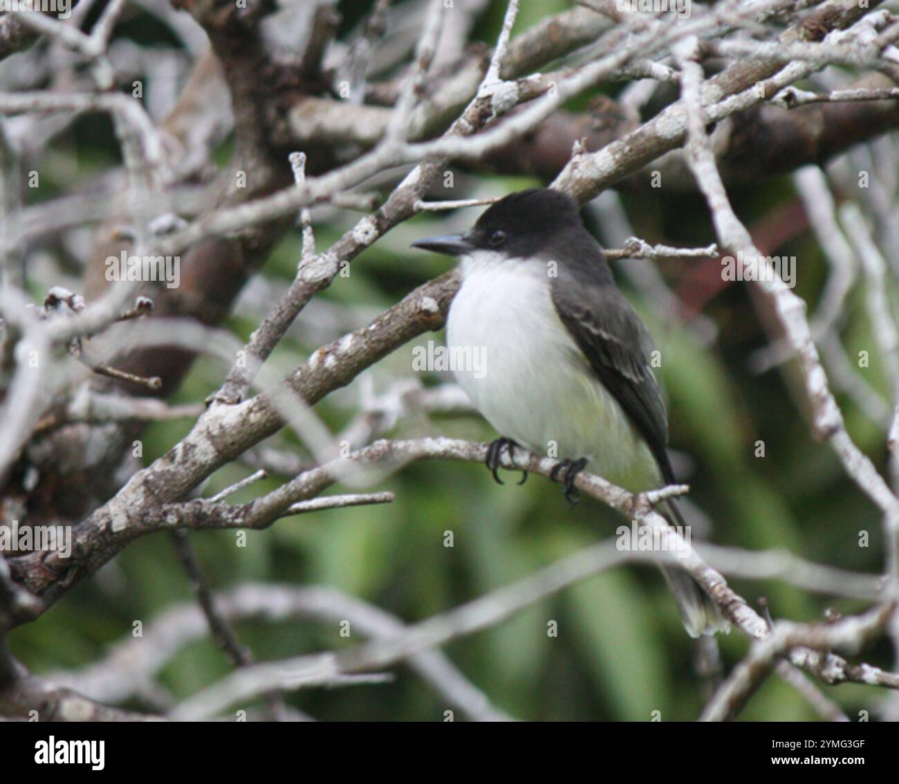 Loggerhead Kingbird (Tyrannus caudifasciatus Stock Photo - Alamy