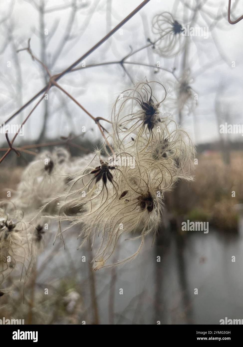 virgin's-bower (Clematis virginiana Stock Photo - Alamy