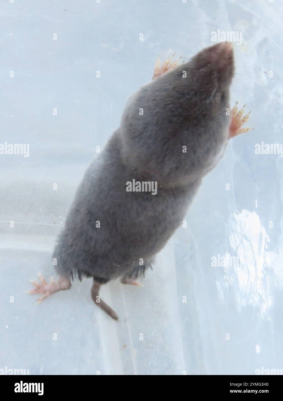 Southern Short-tailed Shrew (Blarina carolinensis Stock Photo - Alamy
