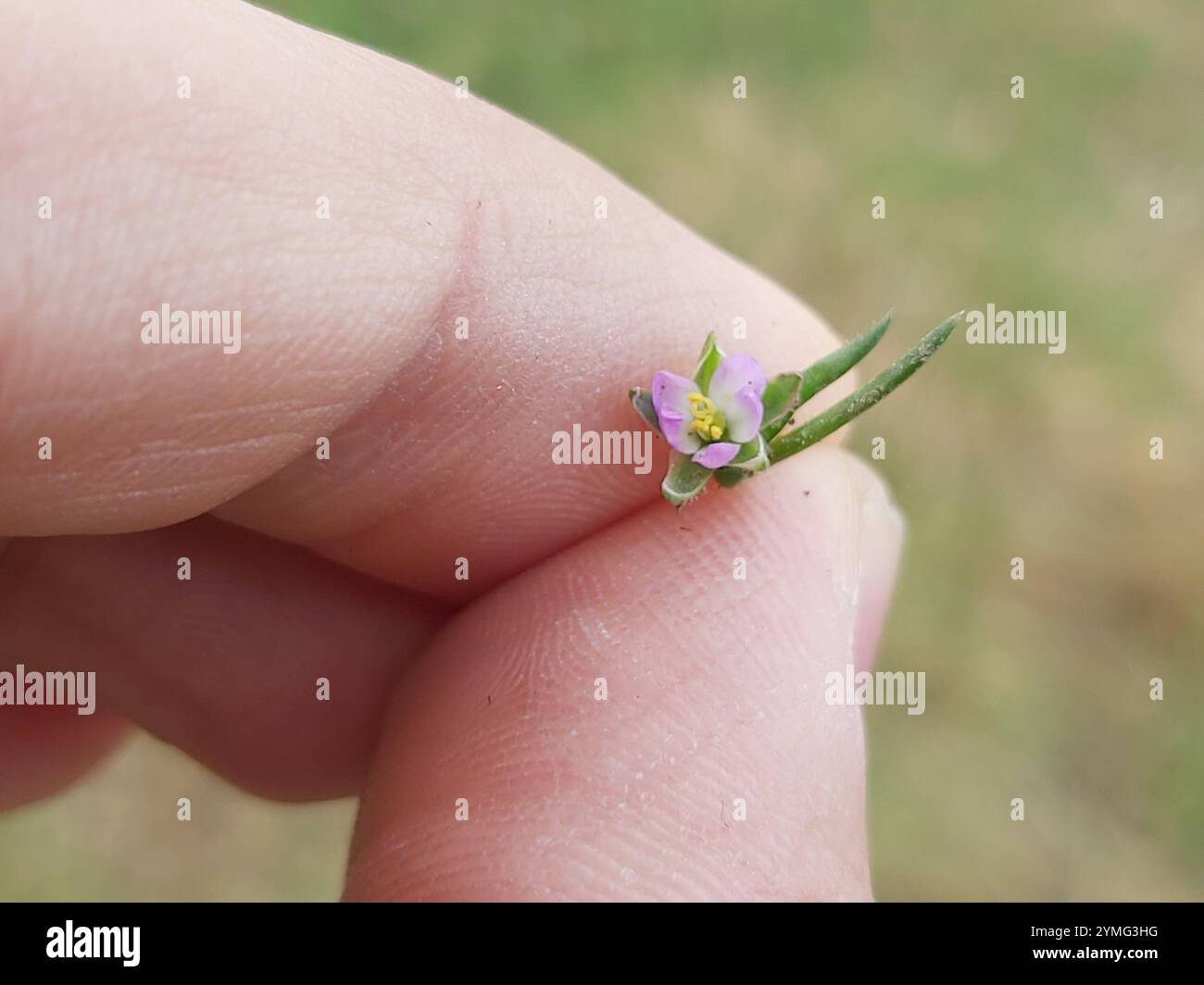 Saltmarsh Sand Spurry (Spergularia marina Stock Photo - Alamy