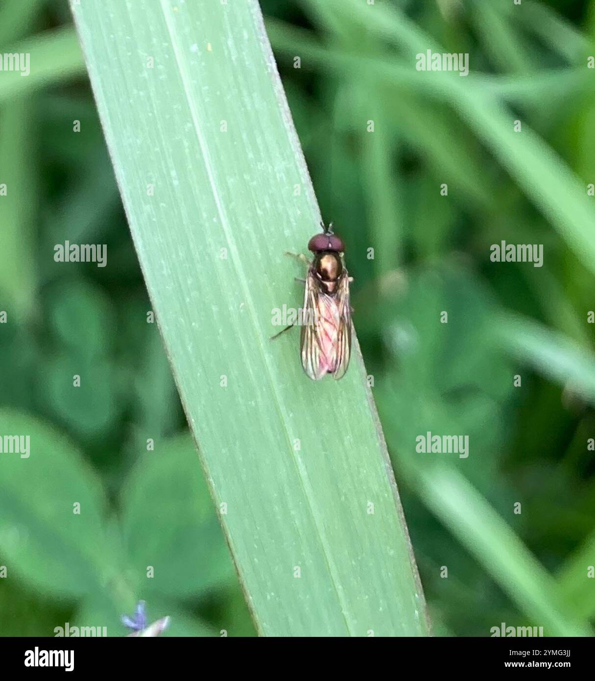 Small Hover Fly (Melanostoma fasciatum Stock Photo - Alamy