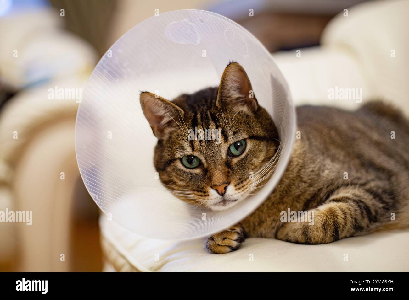 Plastic surgery nose in hi-res stock photography and images - Alamy