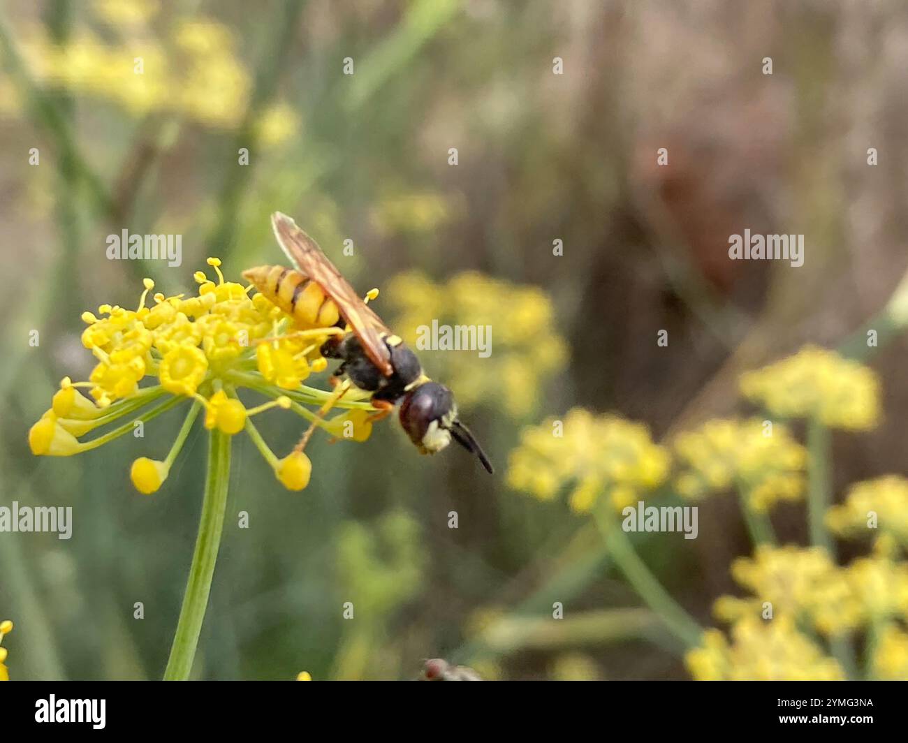European beewolf (Philanthus triangulum Stock Photo - Alamy
