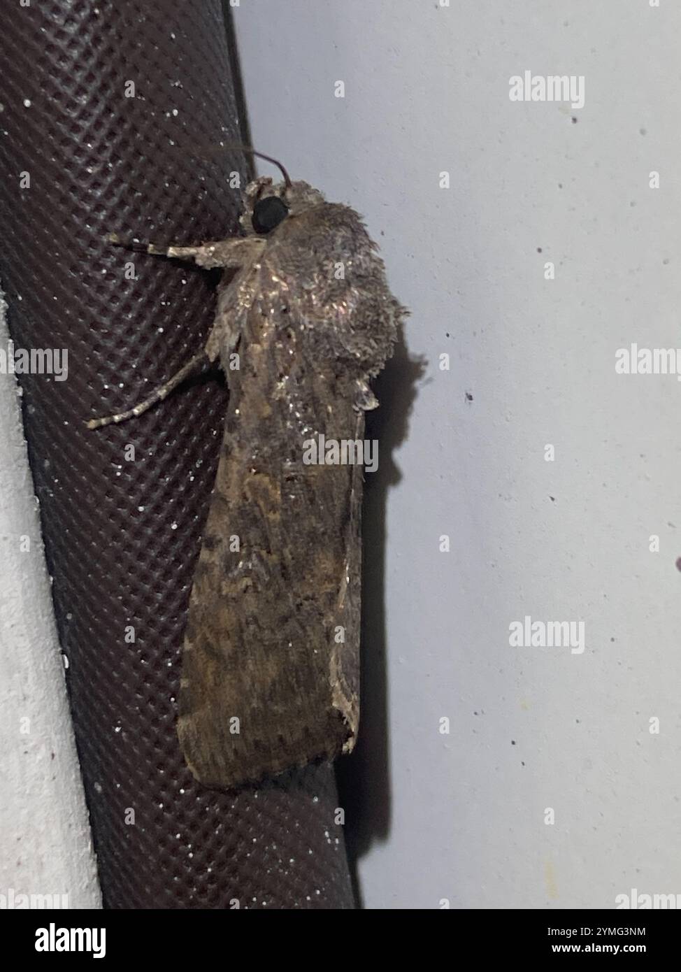 Armyworm Moths (Spodoptera Stock Photo - Alamy