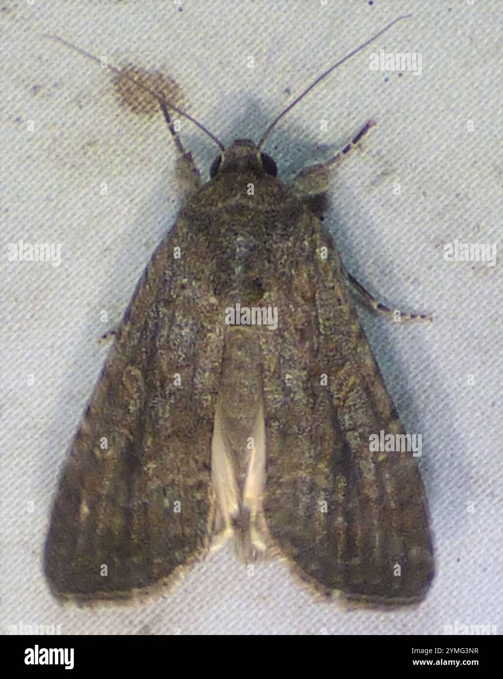 Fall Armyworm Moth (Spodoptera frugiperda Stock Photo - Alamy