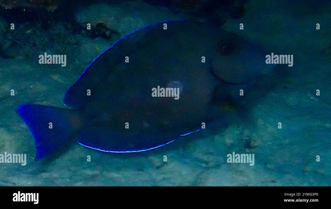 Atlantic Blue Tang (Acanthurus coeruleus Stock Photo - Alamy