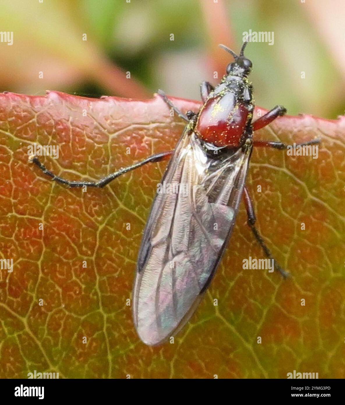 Blossom Fly (Dilophus nigrostigma Stock Photo - Alamy