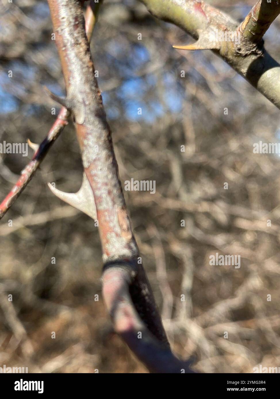 Russian rose (Rosa glabrifolia Stock Photo - Alamy