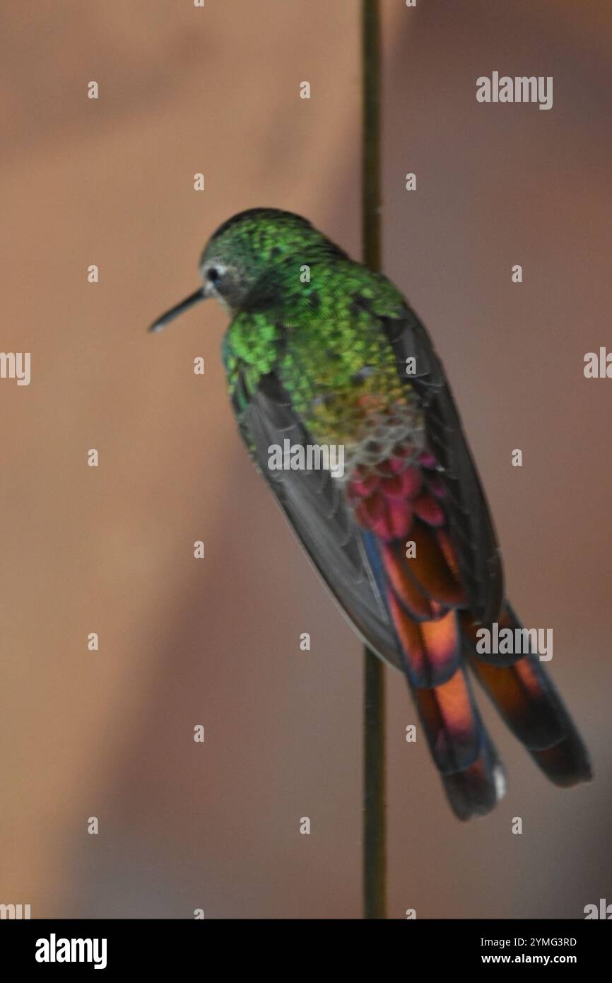Red-tailed Comet (Sappho sparganurus Stock Photo - Alamy