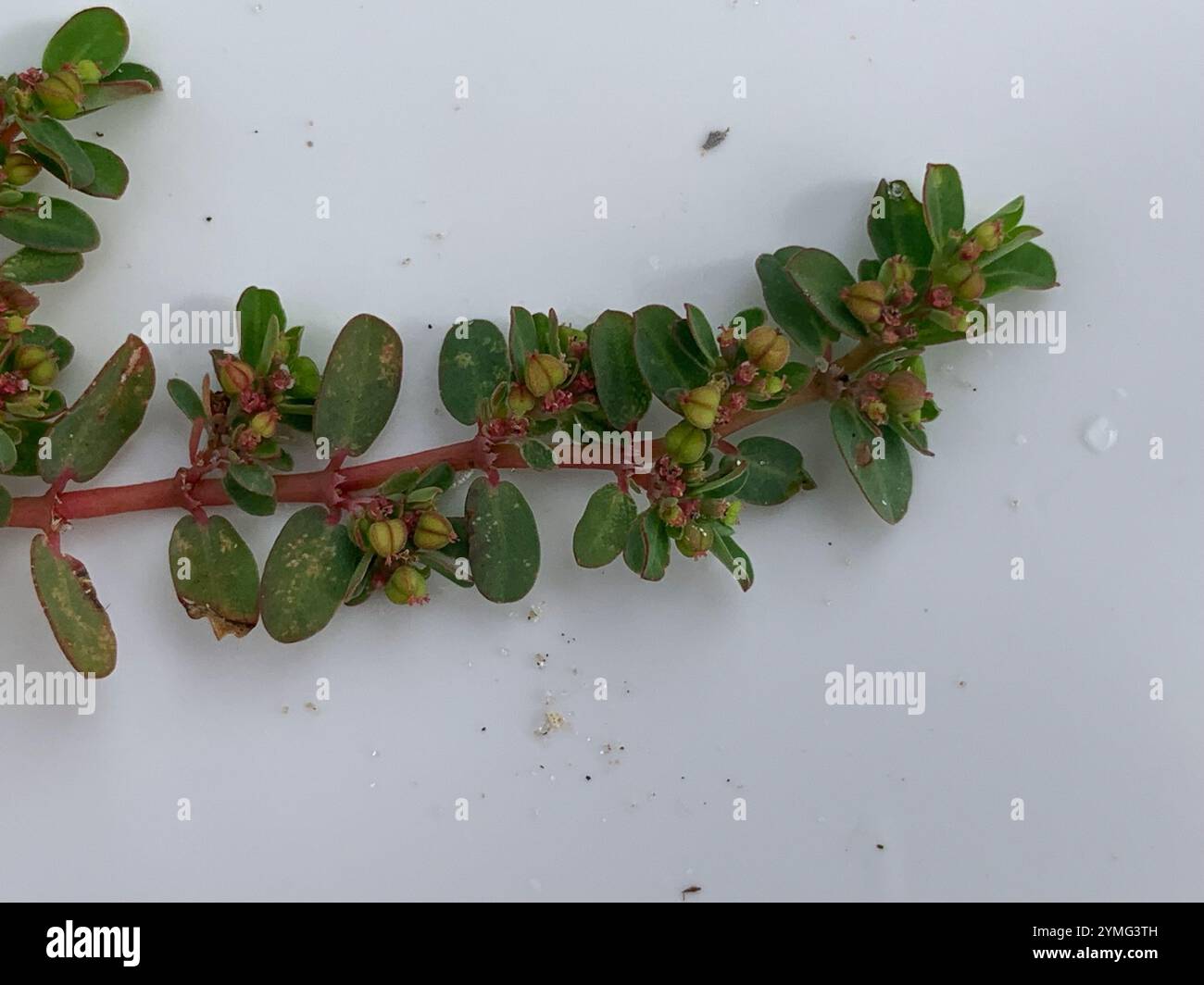 limestone sandmat (Euphorbia blodgettii Stock Photo - Alamy