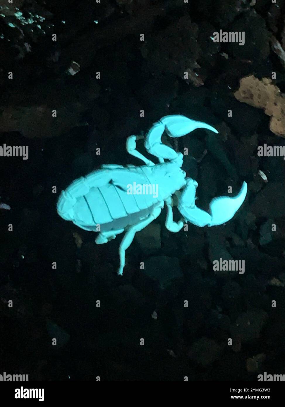 Western Forest Scorpion (Uroctonus mordax Stock Photo - Alamy