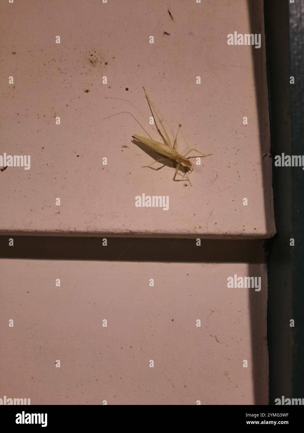 Common Tree Crickets (Oecanthus Stock Photo - Alamy