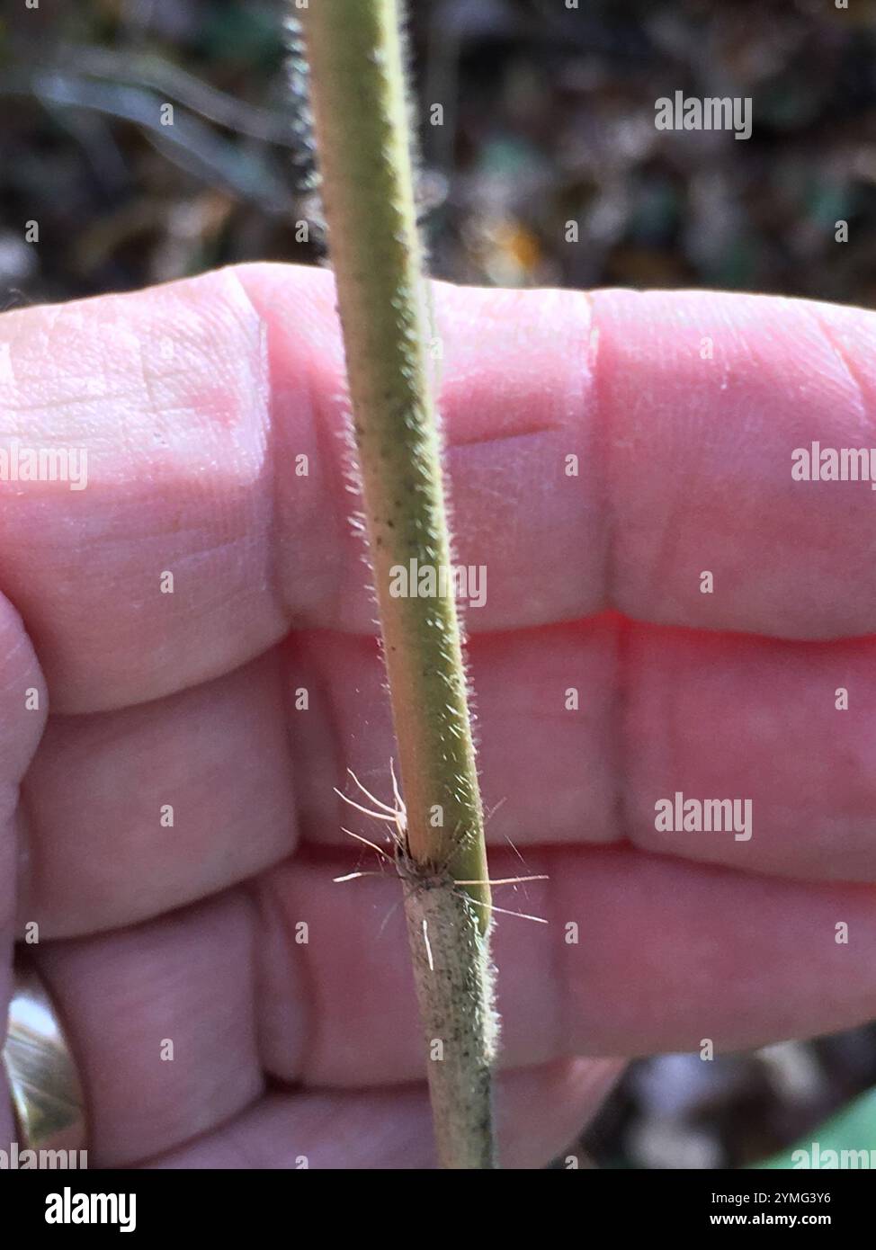 switch cane (Arundinaria tecta Stock Photo - Alamy