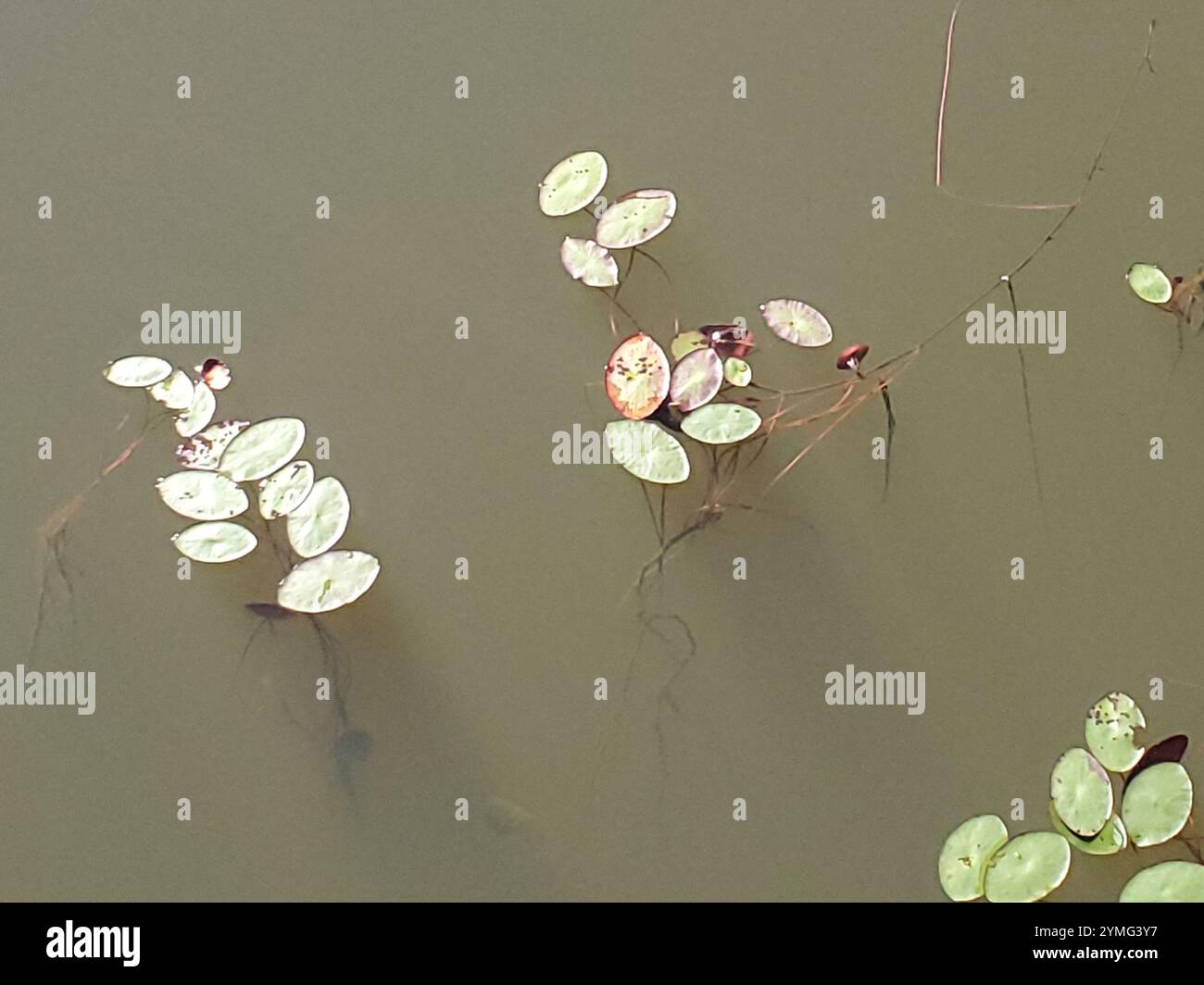 Watershield (Brasenia schreberi Stock Photo - Alamy