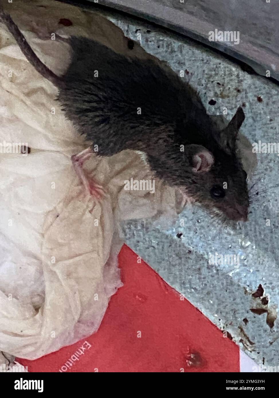 Western deer mouse hi-res stock photography and images - Alamy