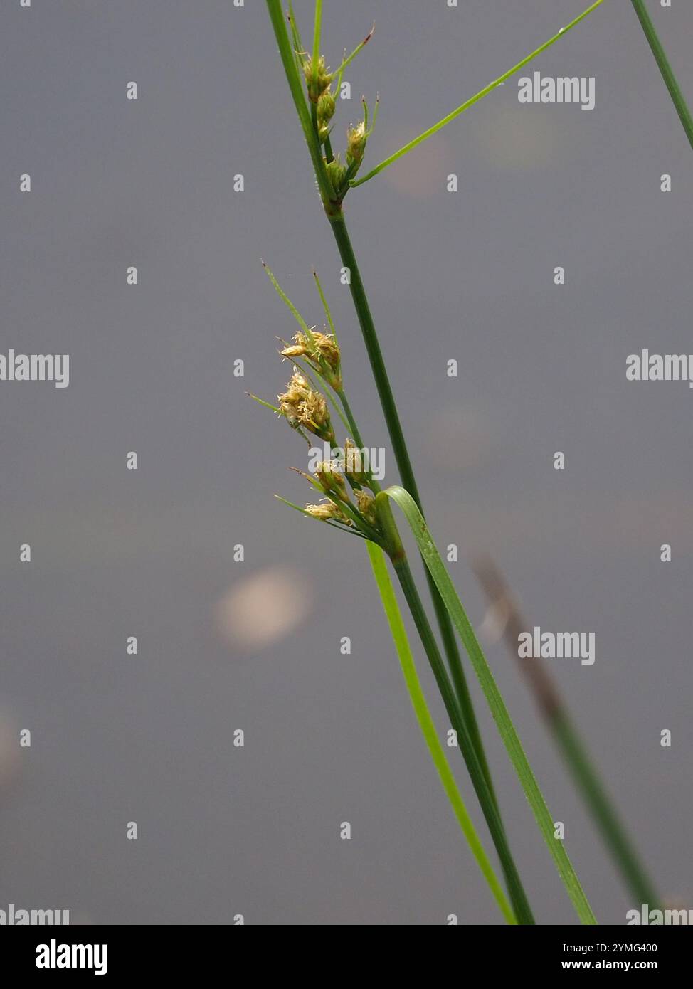 Common Fringe-rush (Fimbristylis dichotoma Stock Photo - Alamy
