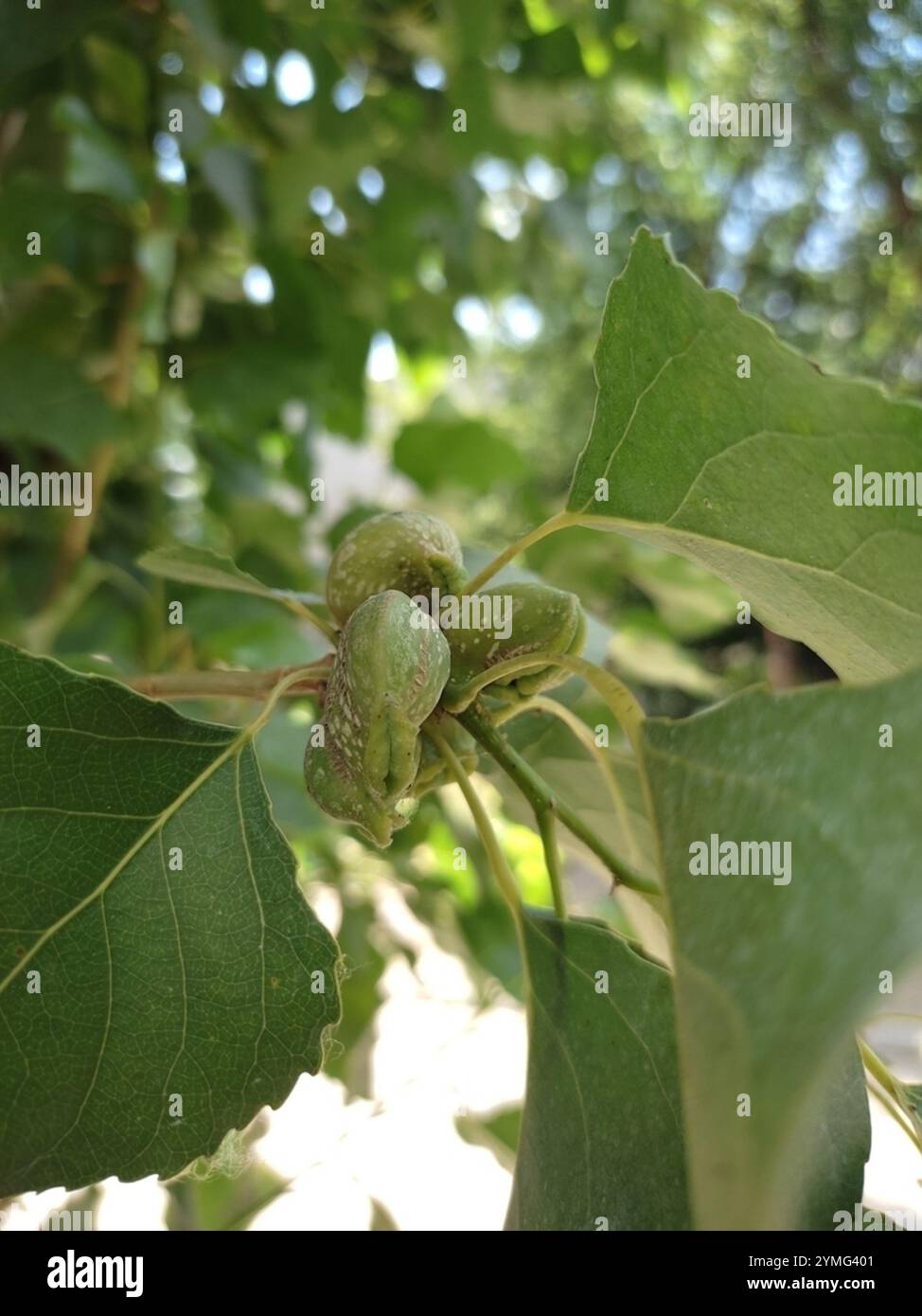 Poplar Leaf-stem Gall Aphids (Pemphigus Stock Photo - Alamy