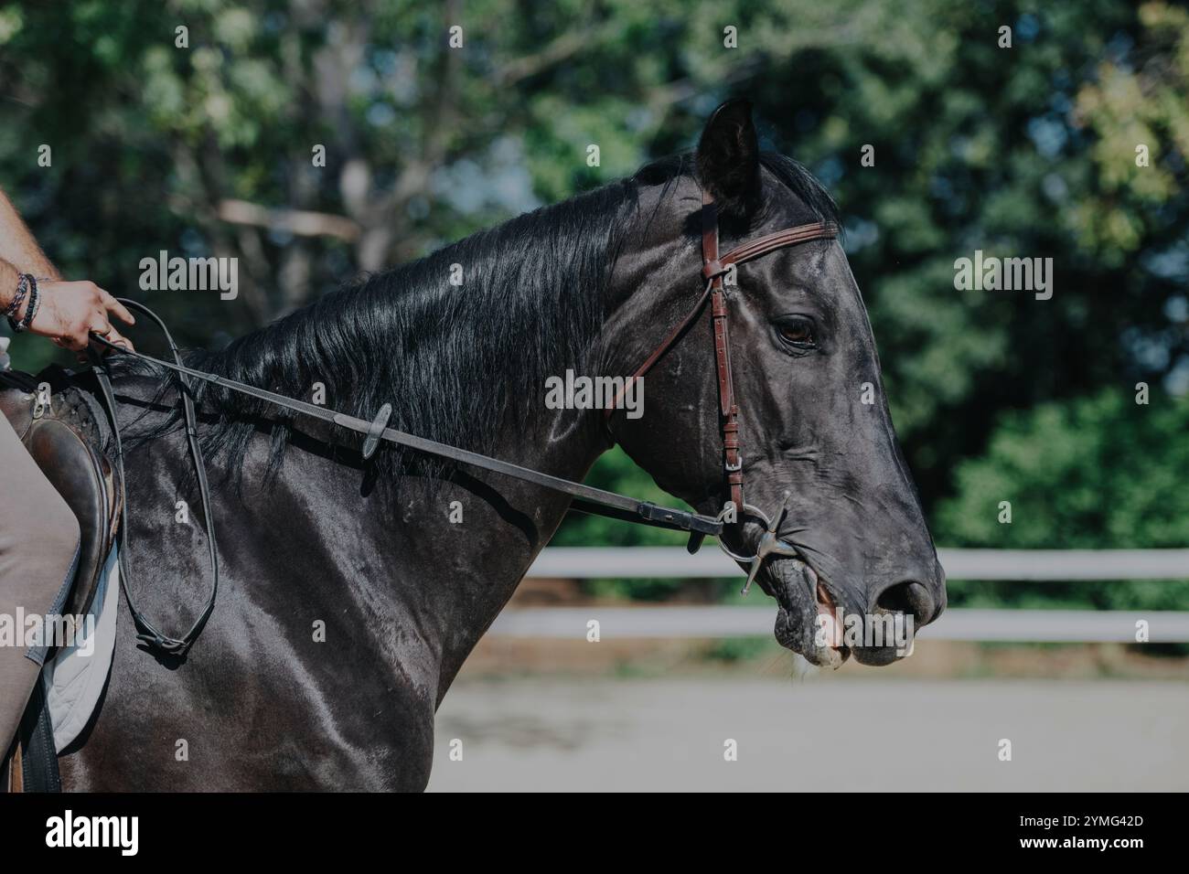 Close-up of a black horse with rider in an outdoor arena Stock Photo ...