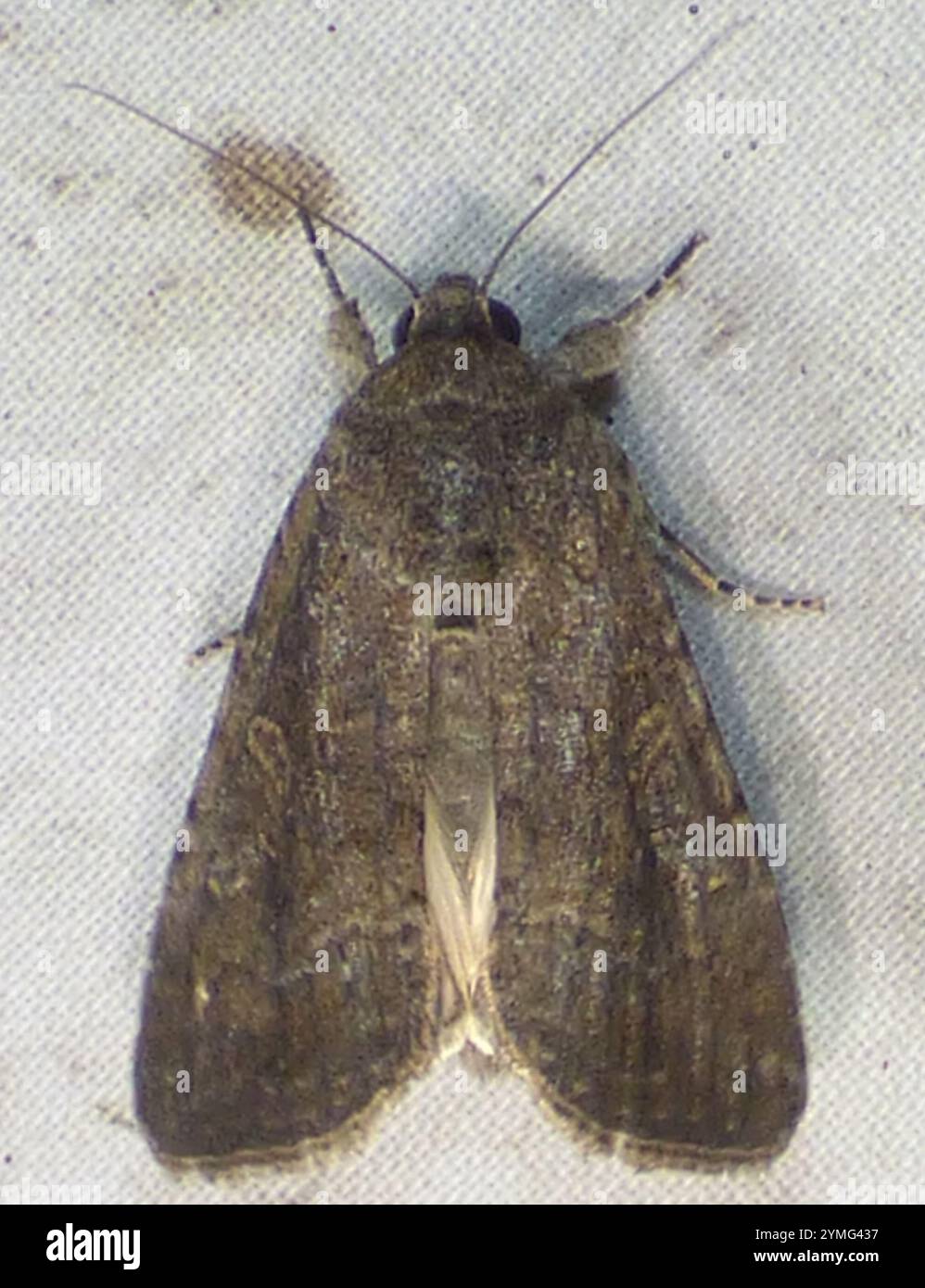 Fall Armyworm Moth (Spodoptera frugiperda Stock Photo - Alamy